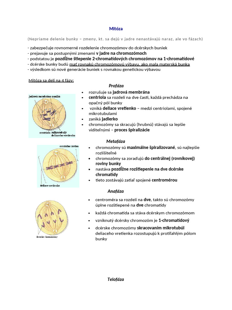Mitóza A Meióza | PDF