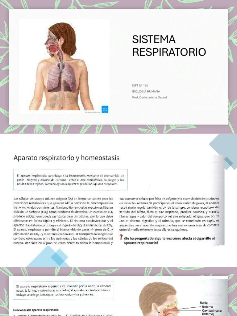 Sistema Respiratorio Completo | PDF