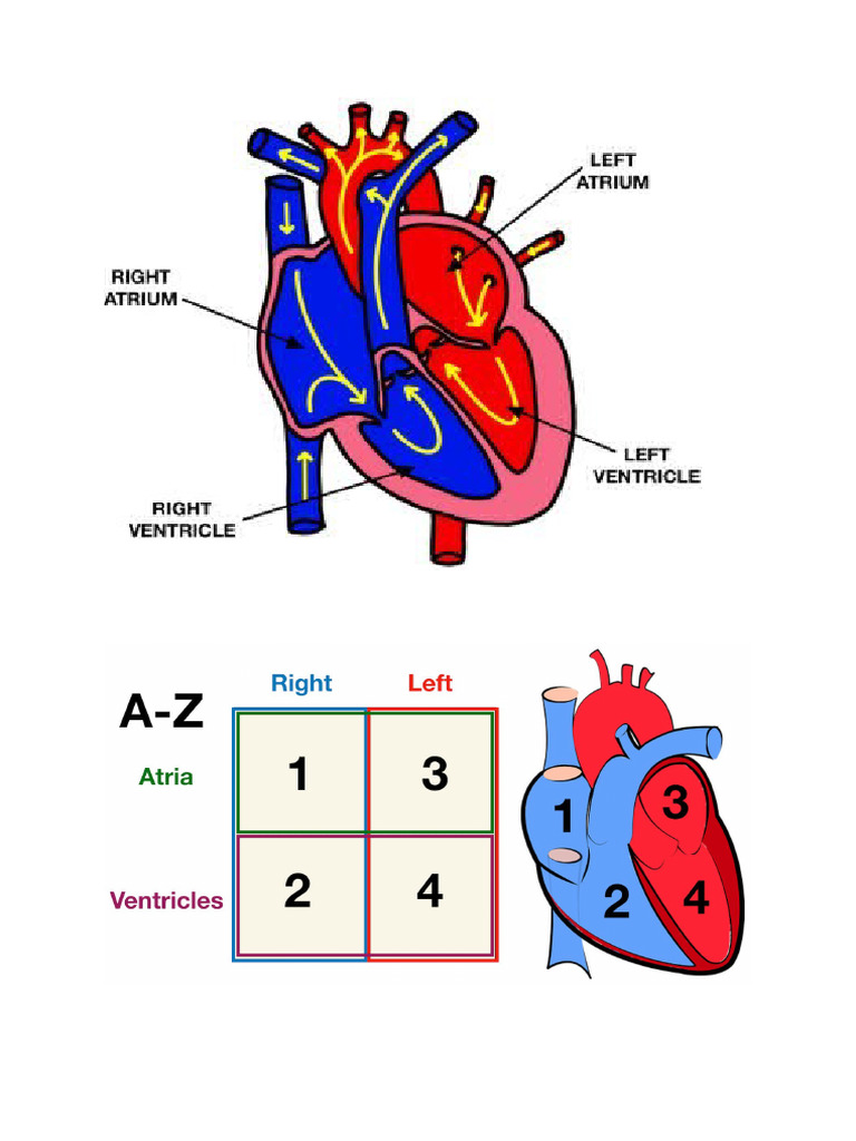 Structure of Heart | PDF
