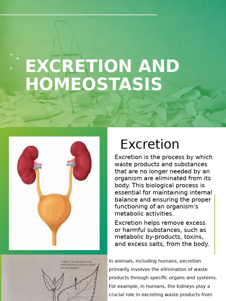 Excretion and Homeostasis | PDF