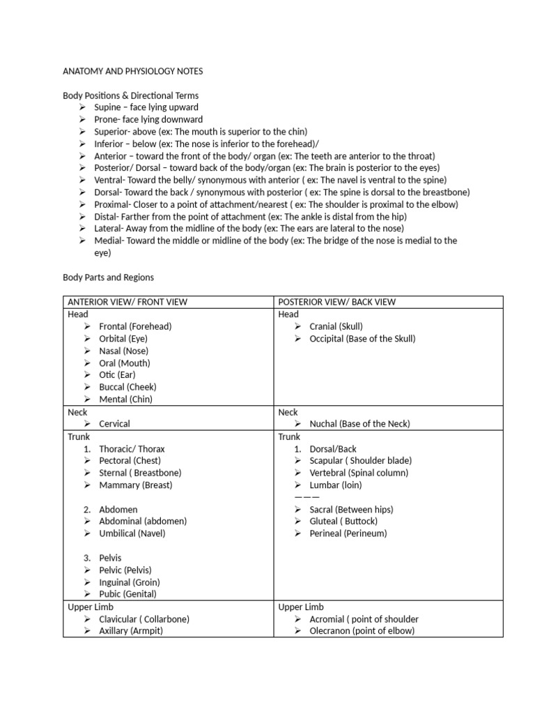 Anatomy Notes | PDF