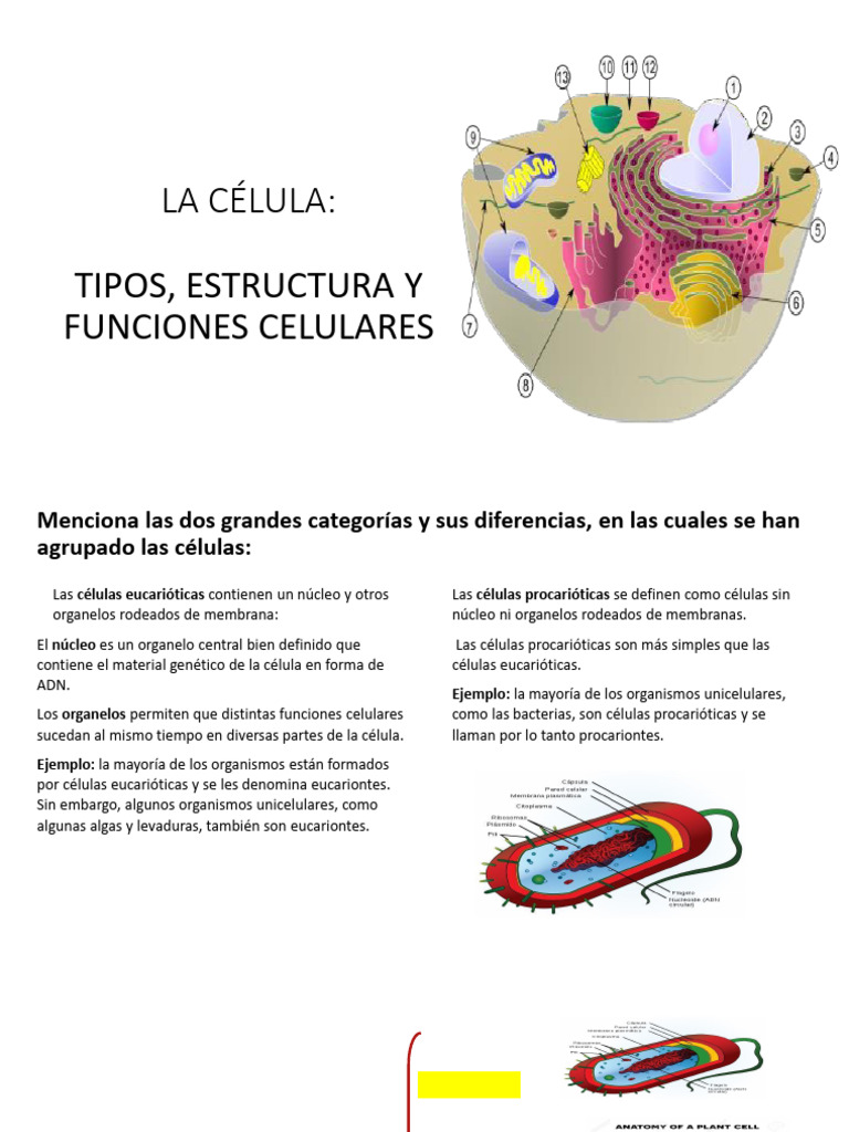 Célula, Estructuras y Funciones ALUMNOS | PDF