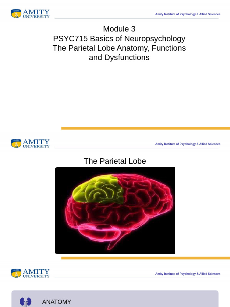 Module 4 Parietal Lobe Anatomy Functions and Dysfunctions | PDF