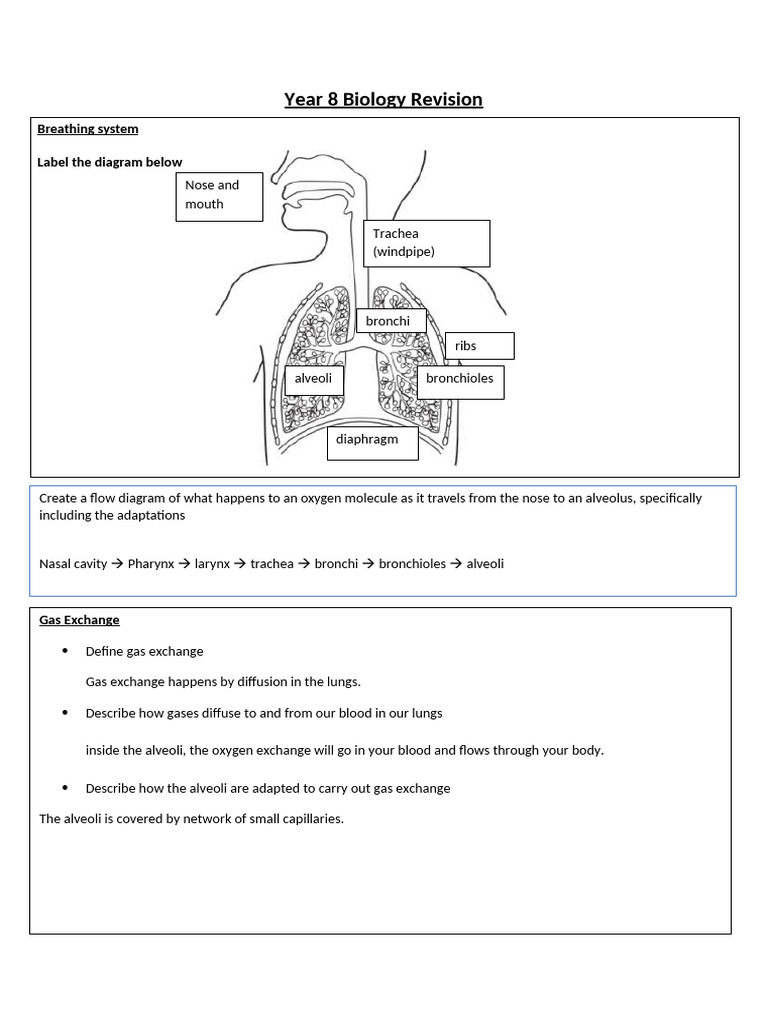 Year 8 Biology Exam Revision | PDF