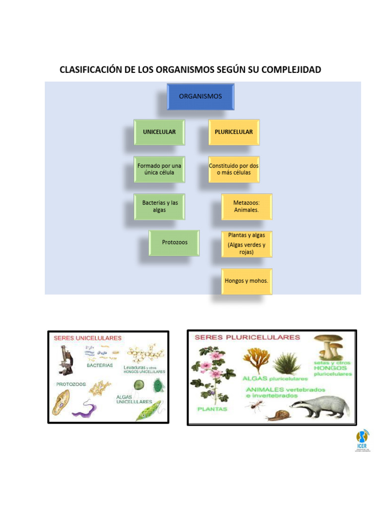 Clasificación de Los Organismos | PDF