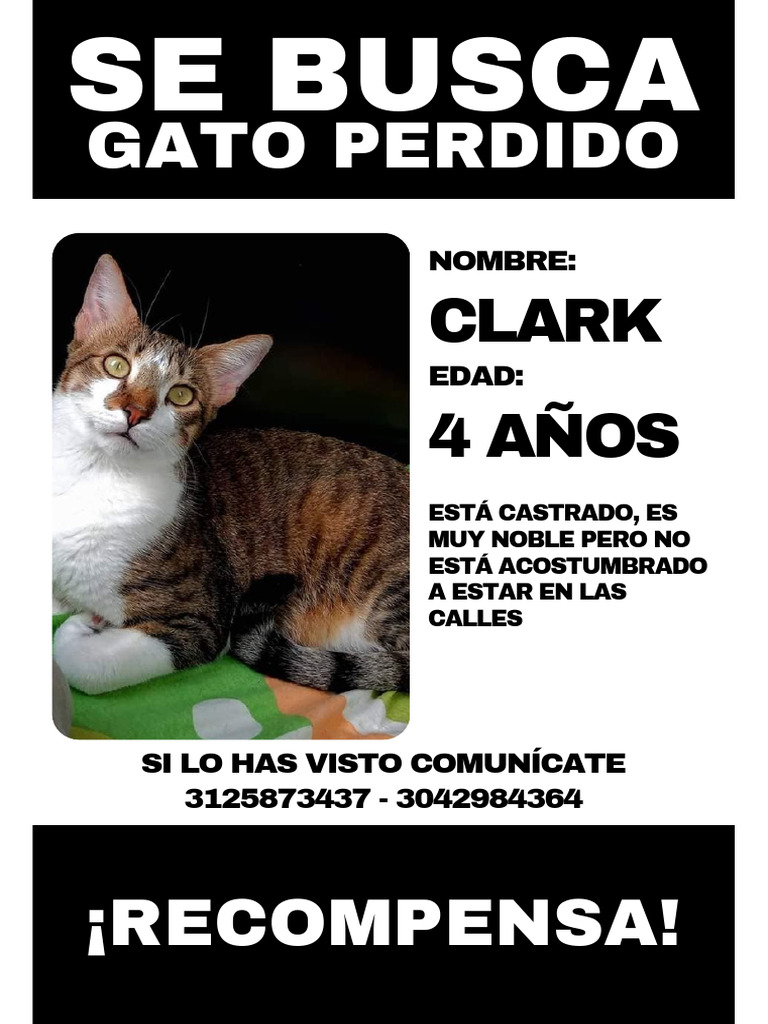 Flyer Se Busca Perro Perdido Foto Llamativo Blanco | PDF