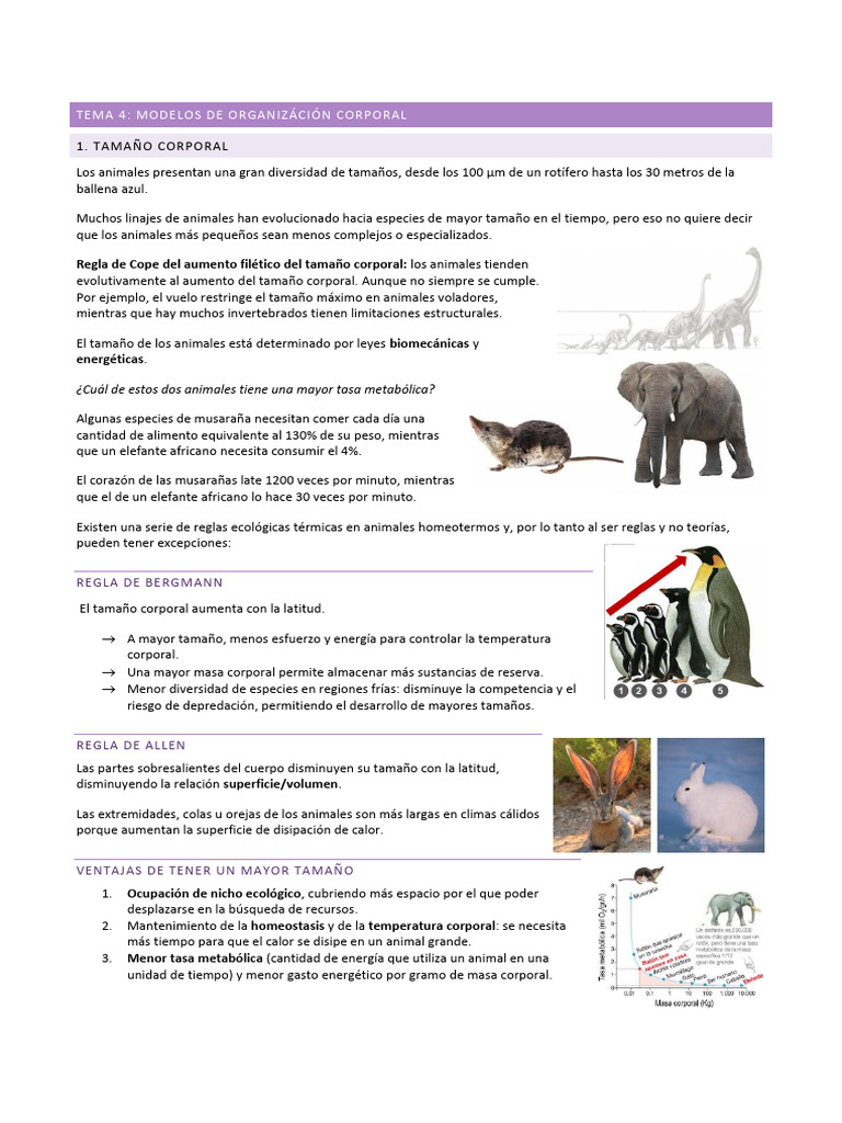 Tema 4 Anat | PDF | Metabolismo | Simetría