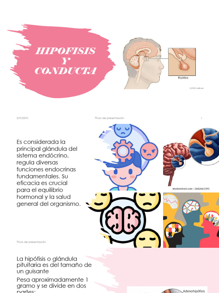 Funciones y Trastornos de la Hipófisis | PDF | Pituitary Gland | Lifestyle
