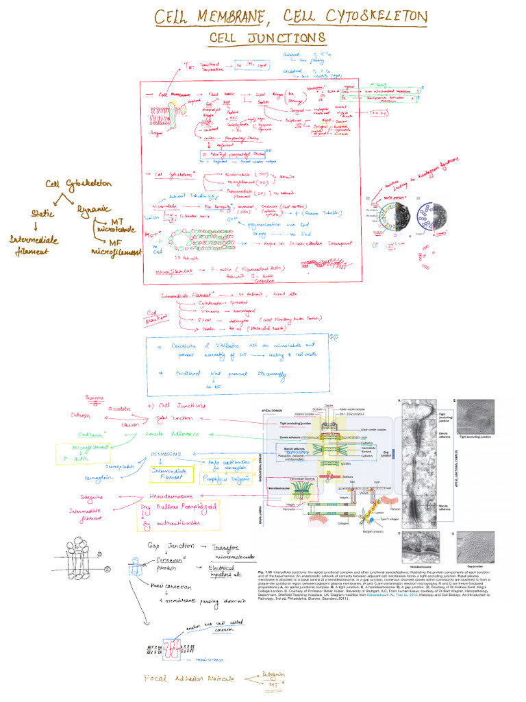 Cell Membrane, Cell Cytoskeleton, Cellular Junction | PDF