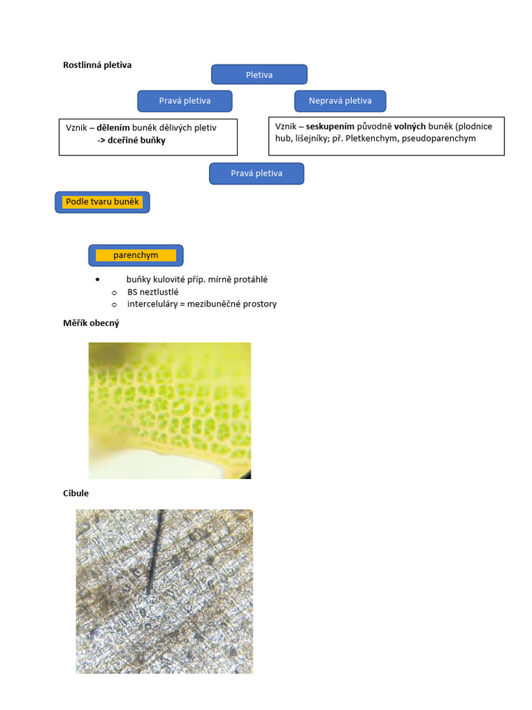 PL Rostlinná Pletiva | PDF