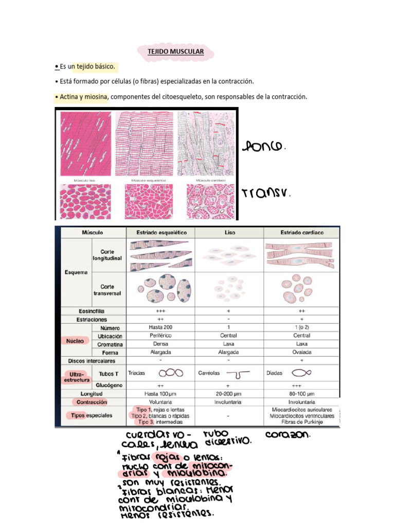 Muscular Apunte | PDF Muscular Apunte | PDF