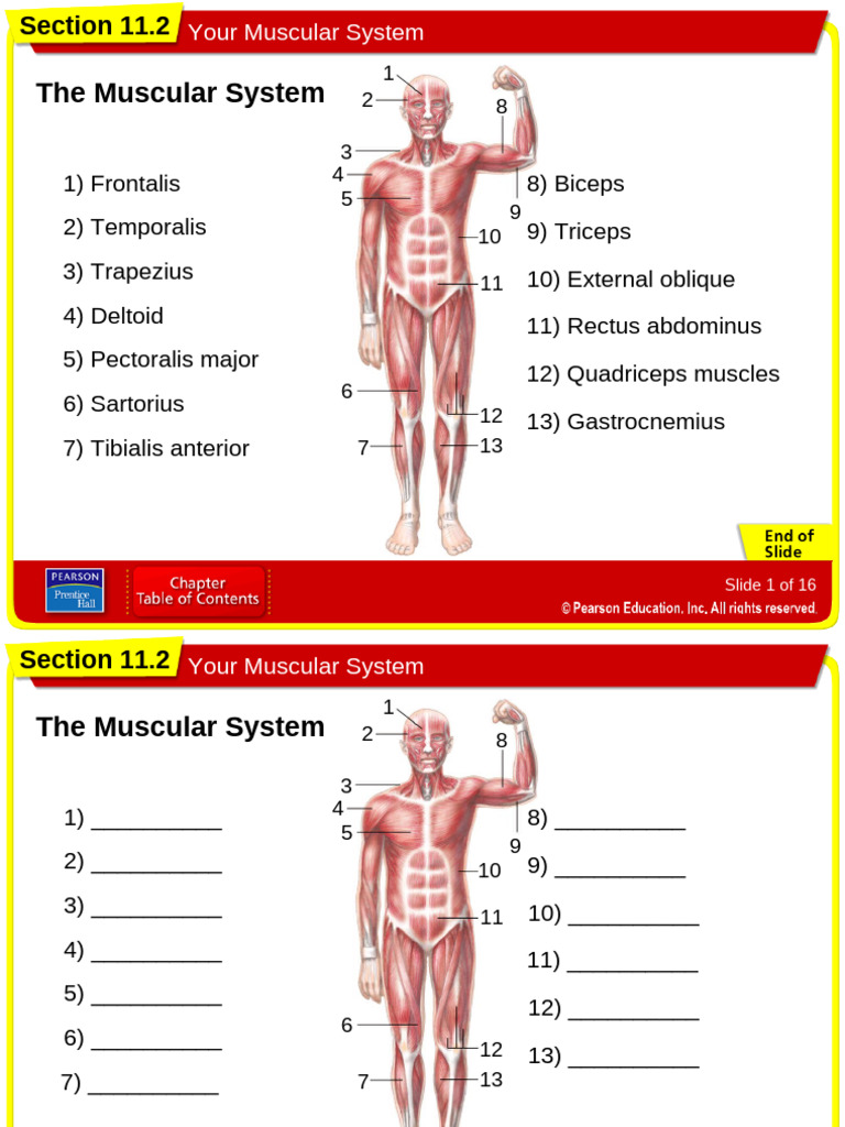 Muscular System - Lesson 19 | PDF