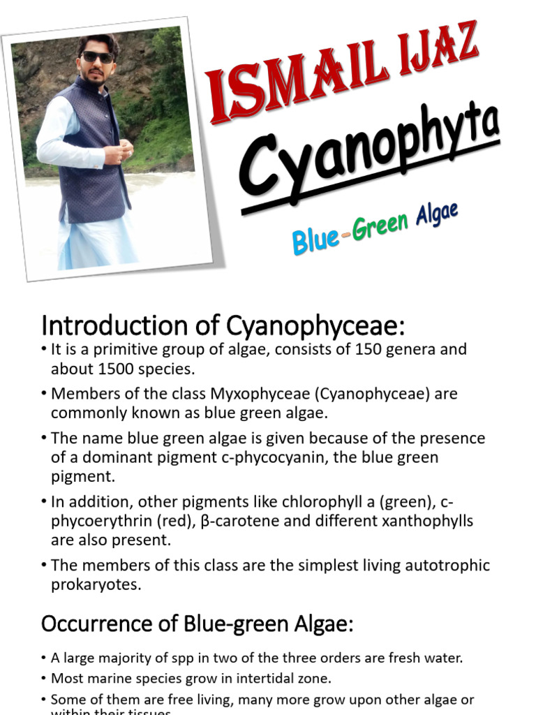 Cyanophyta | PDF