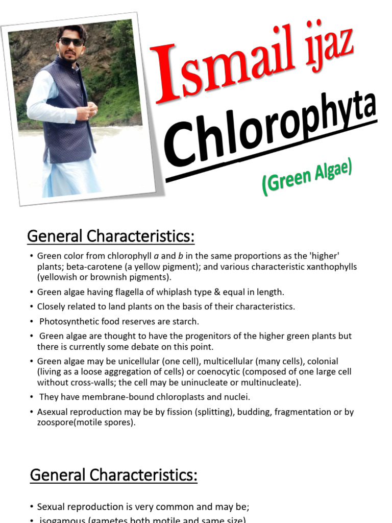 Chlorophyta | PDF