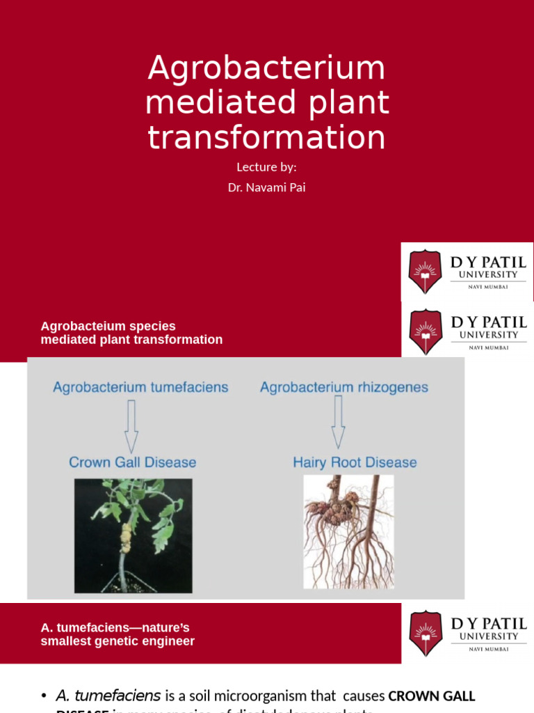 Agrobacterium-Mediated Plant Transformation | PDF | Vector (Molecular ...