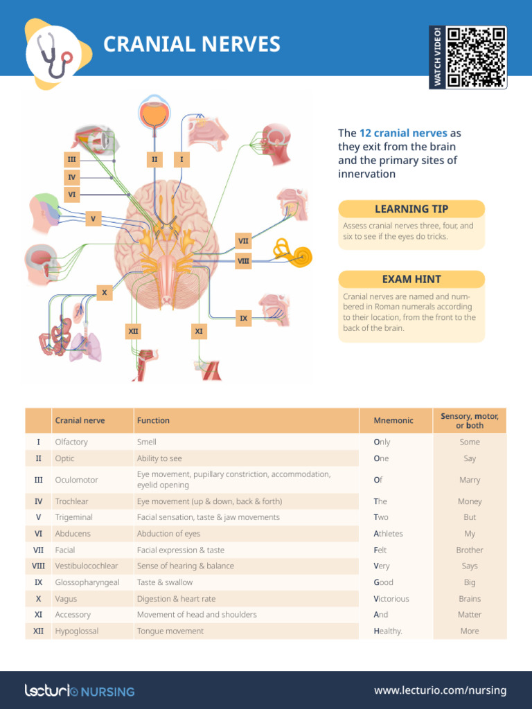 NURS CheatSheet Cranial-Nerves | PDF