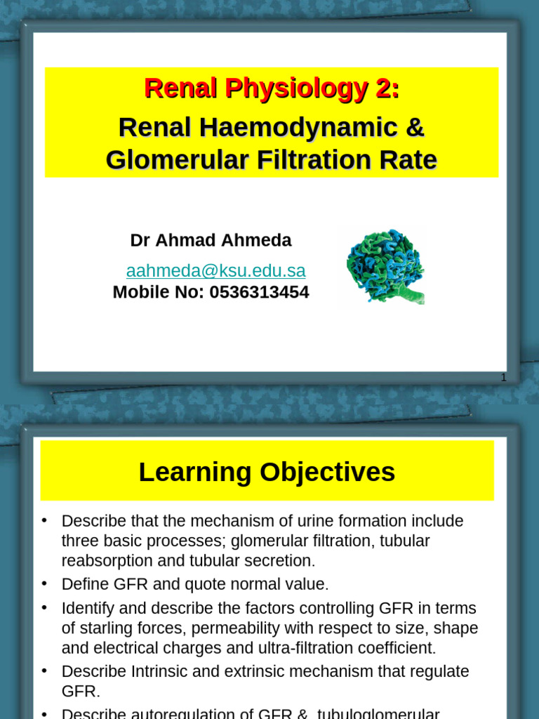 2-Renal Physiology 2 (Renal Haemodynamic and GFR) | PDF