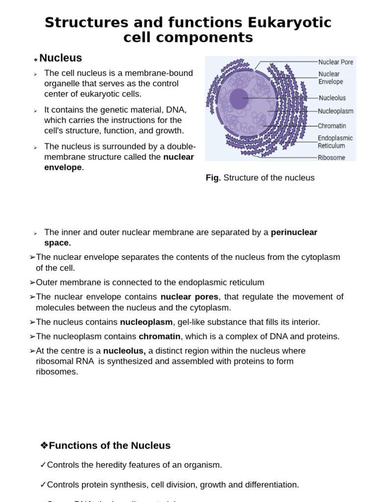 Eukaryotic Cell Structure | PDF