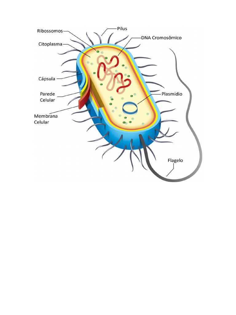 Célula Procarionte | PDF