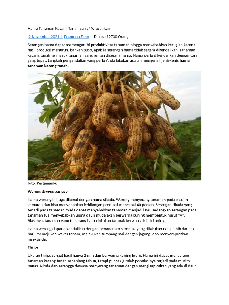 Hama Tanaman Kacang Tanah | PDF