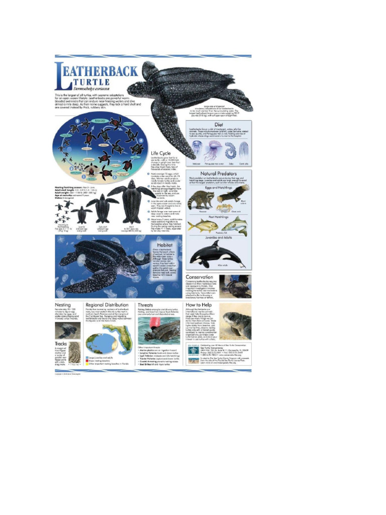 Sea Turtles Infographic | PDF