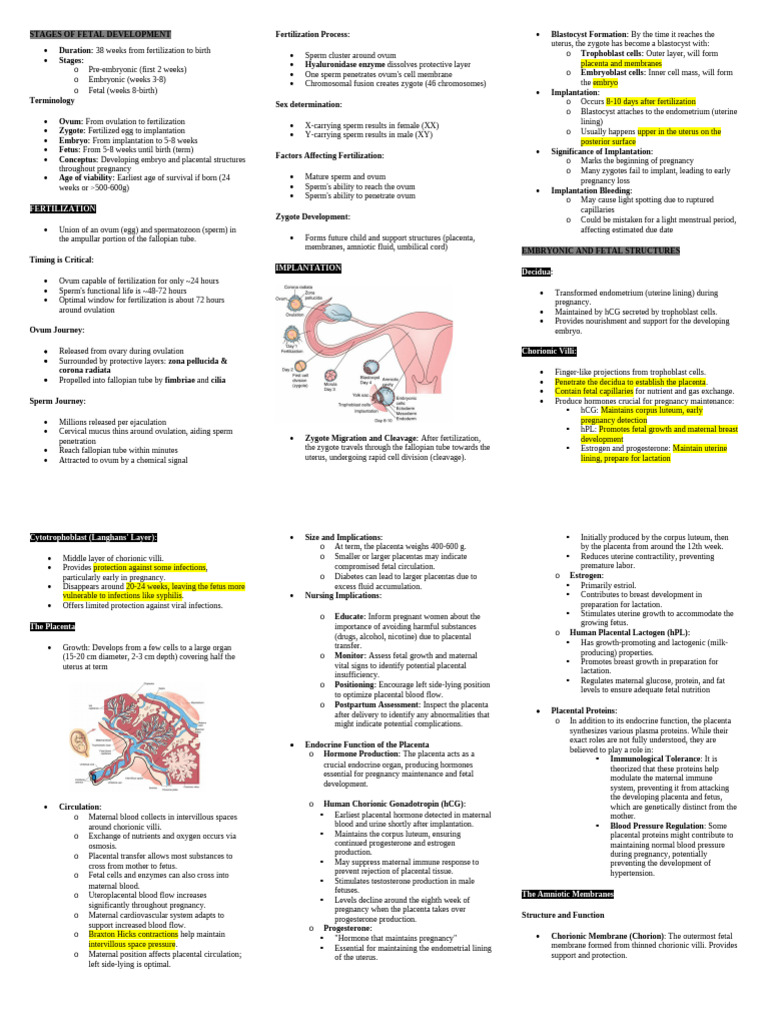 Stages of Fetal Development | PDF