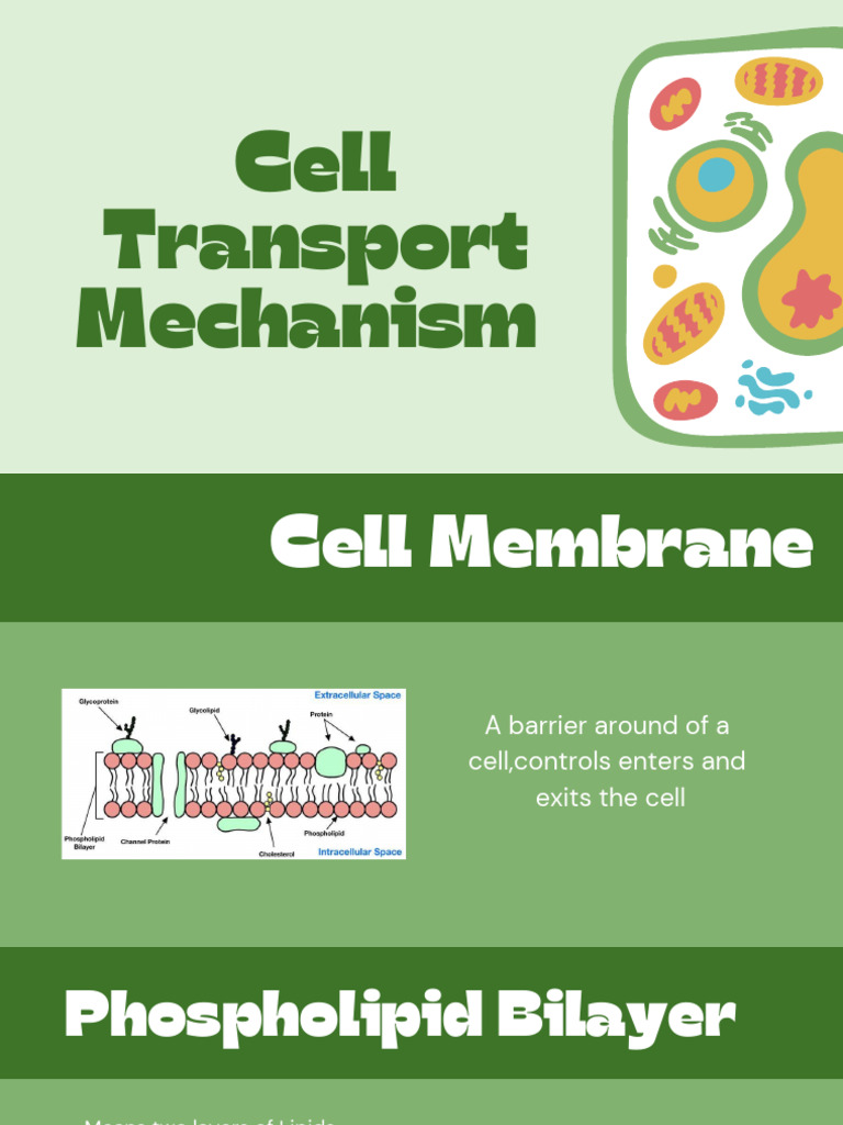 Cell Transport Mechanism (2024) IMRC, Ice - Trae | PDF | Cell Membrane ...