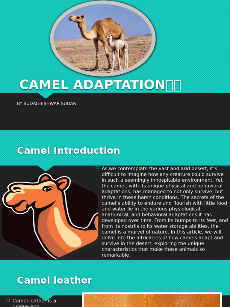 ??camels!!! | PDF