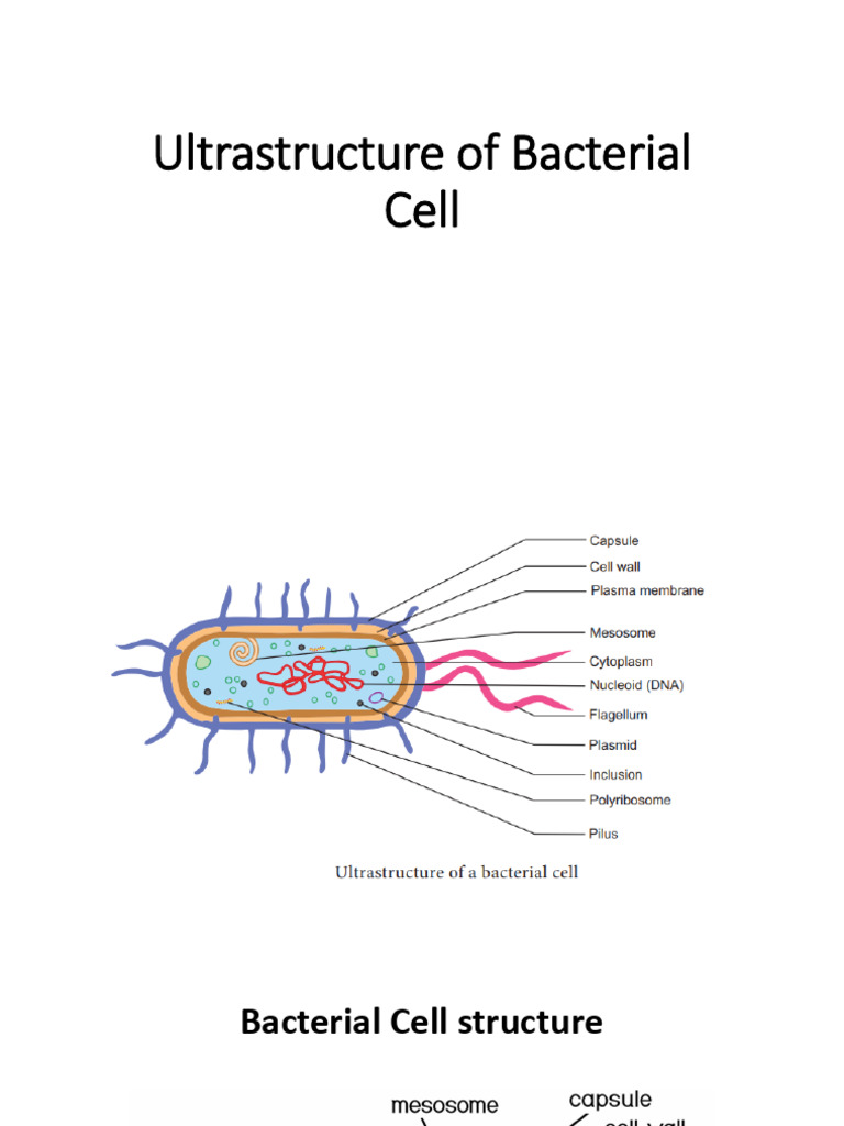 Ultrastructure of Bacterial Cell-Notes | PDF