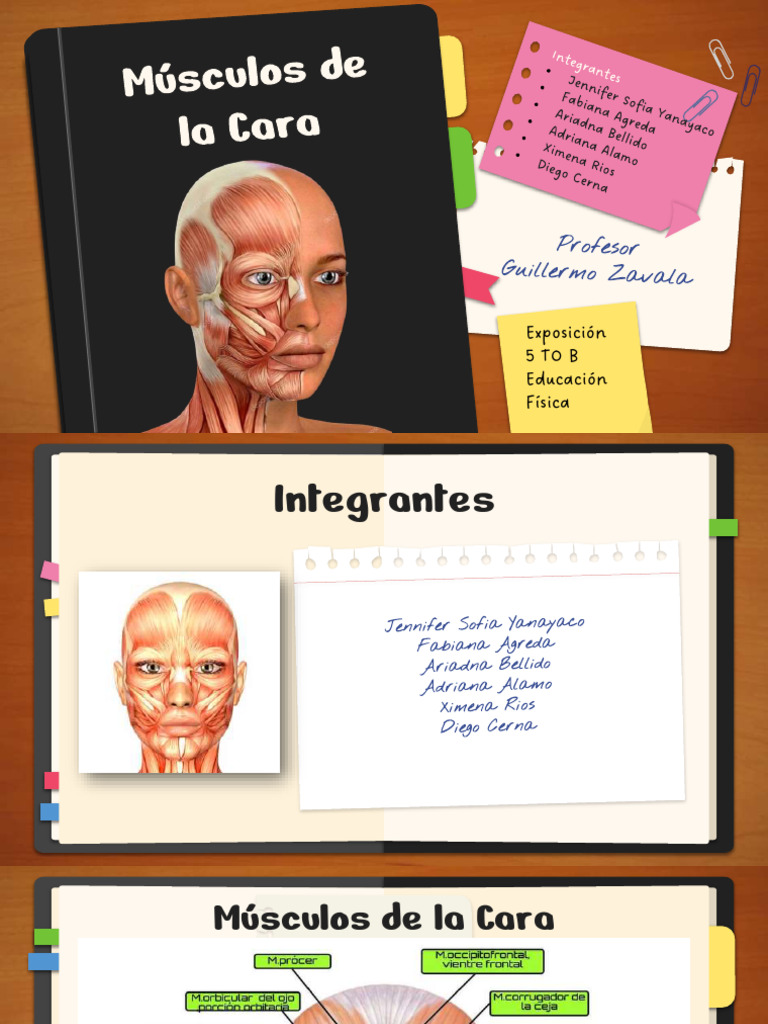 Musculos de La Cara Exposicion | PDF