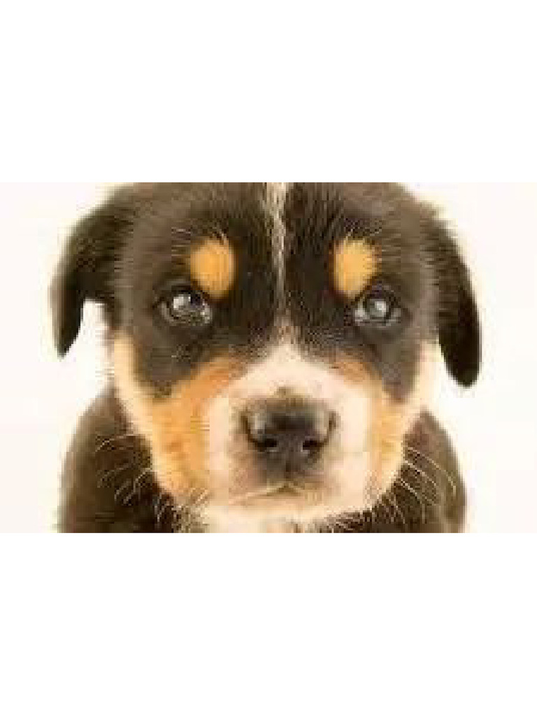 Dog Pdf