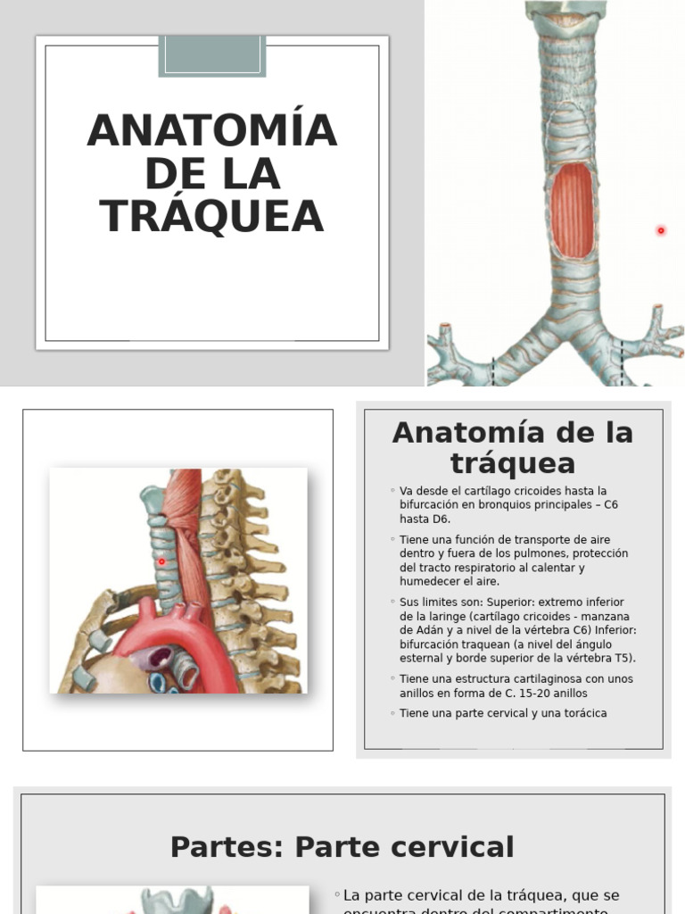 Anatomía de La Tráquea | PDF