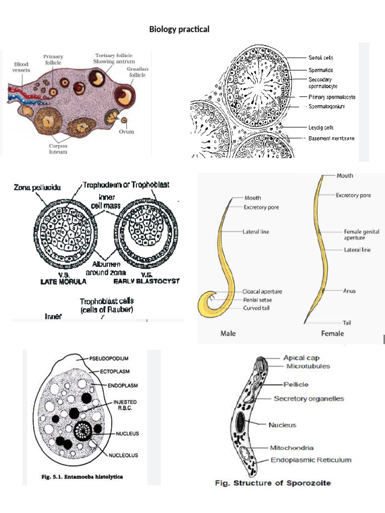 Biology Practical Diagrams Only | PDF