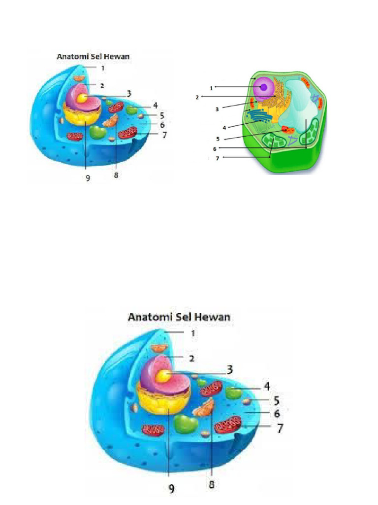 Test Sel | PDF