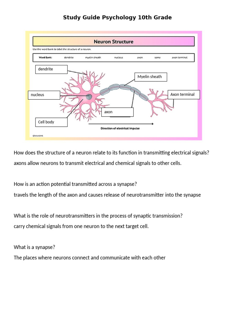 Study Guide Psychology 10th Grade | PDF