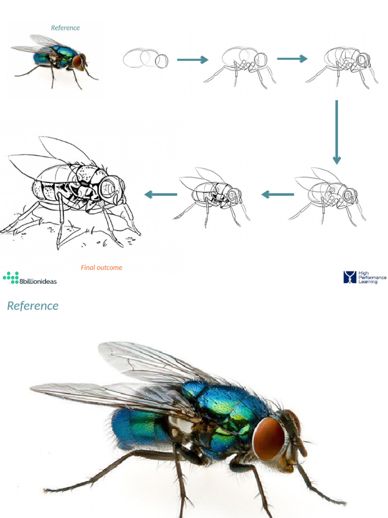 How To Draw A Fly | PDF
