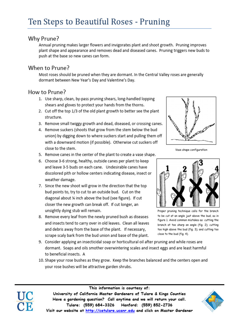 Ten Steps To Beautiful Roses - Pruning: Why Prune? | PDF