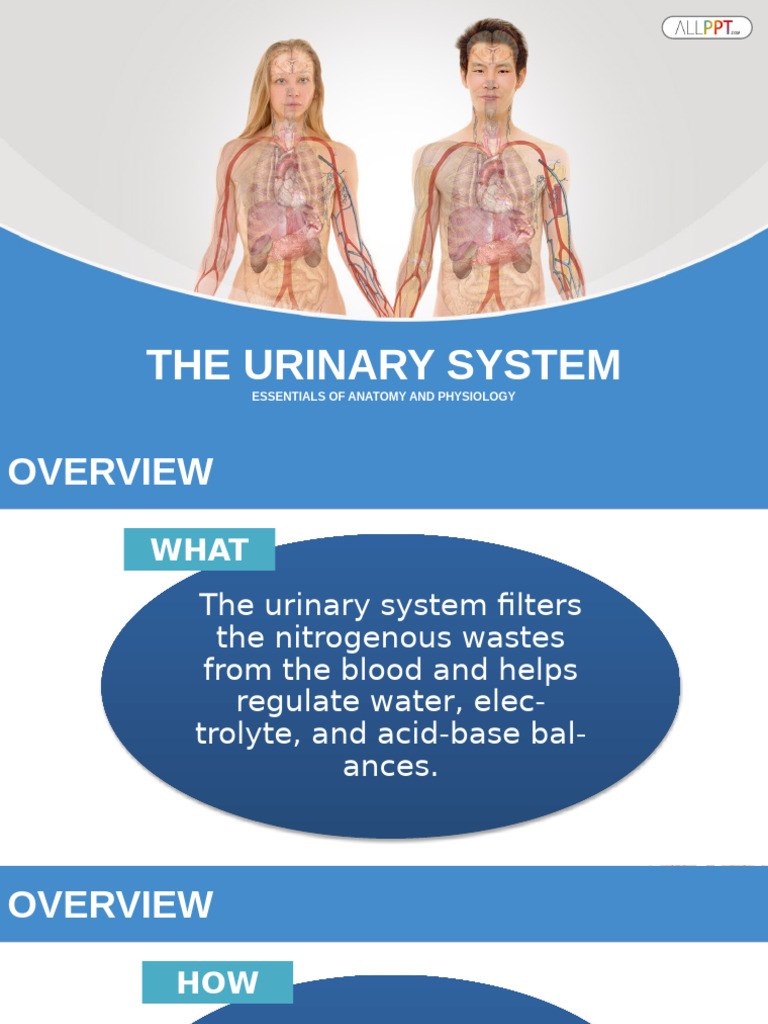 The Urinary System Report | PDF