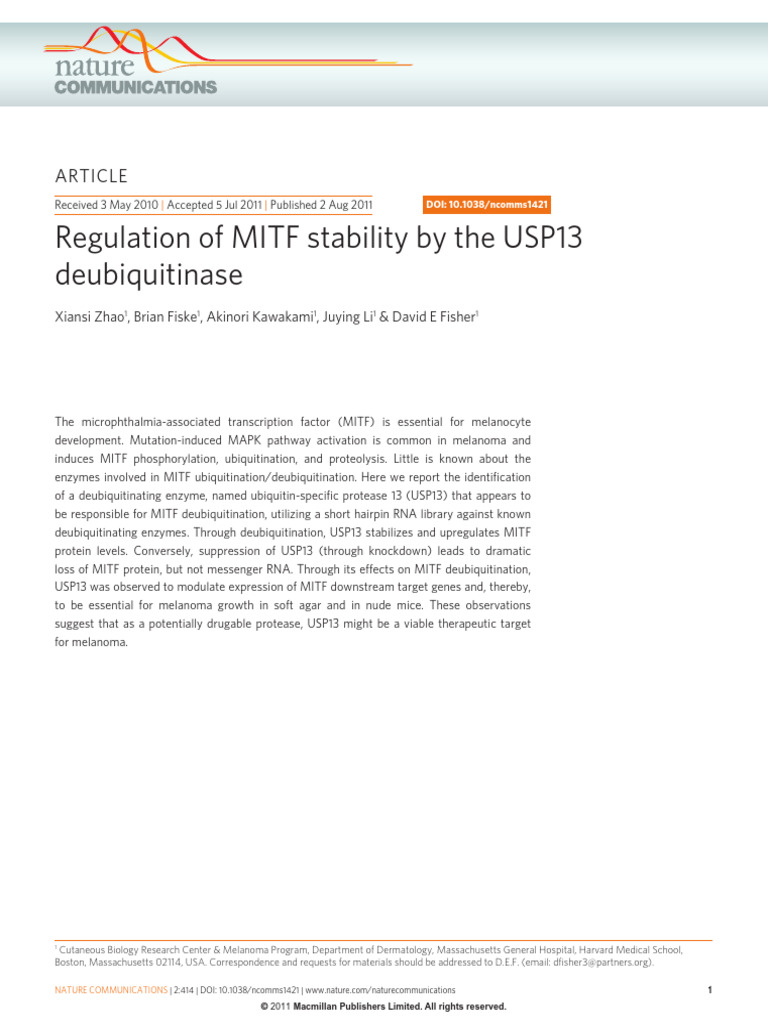 Regulation of MITF Stability by The USP13 Deubiquitinase | PDF
