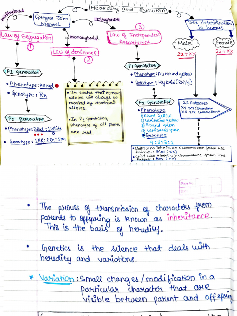 Mind Map and Notes Heredity | PDF