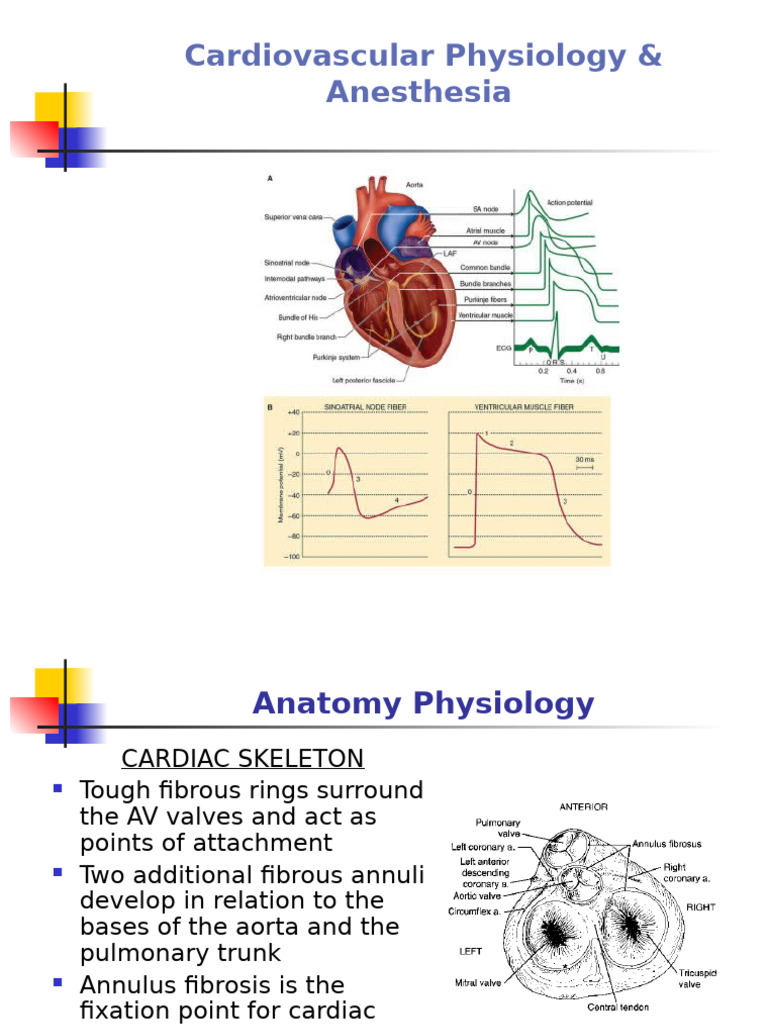 Cardiac Physiology and Anesthesia Asad | PDF