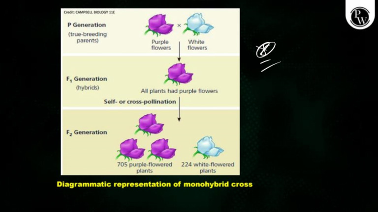 NSEJS Genetics One Shot-Pages-14 | PDF