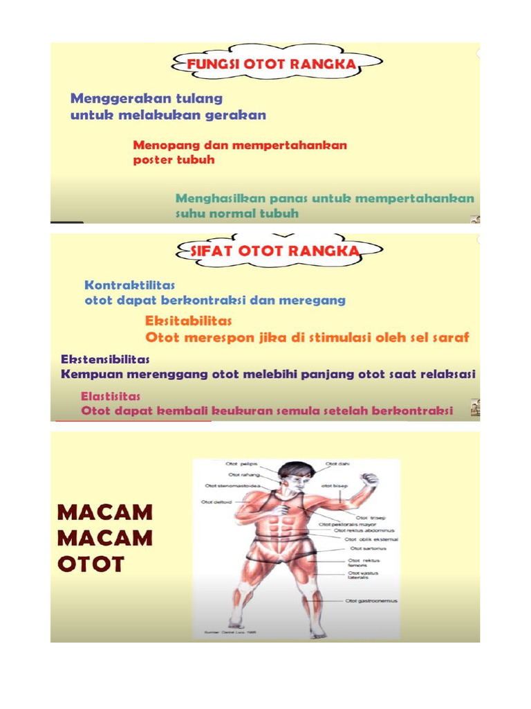 Otot | PDF