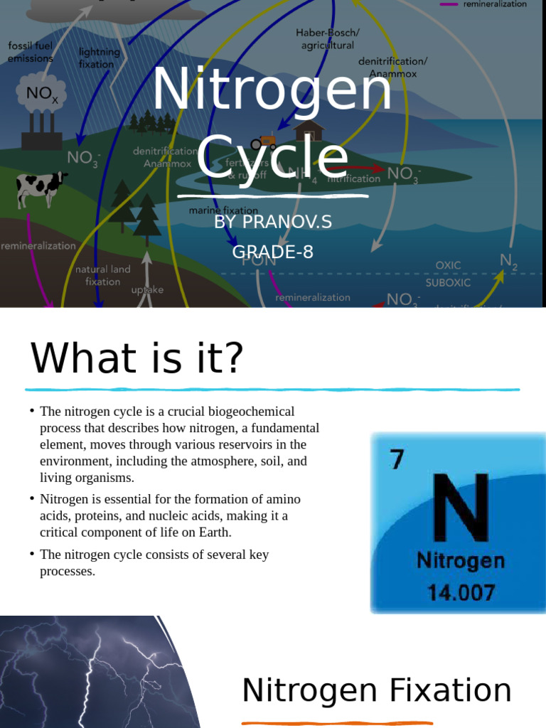 Nitrogen Cycle | PDF