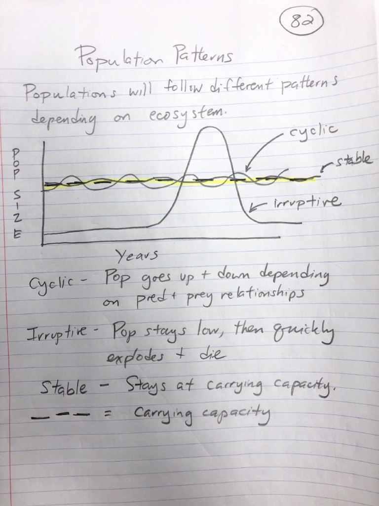 3-Population Patterns | PDF