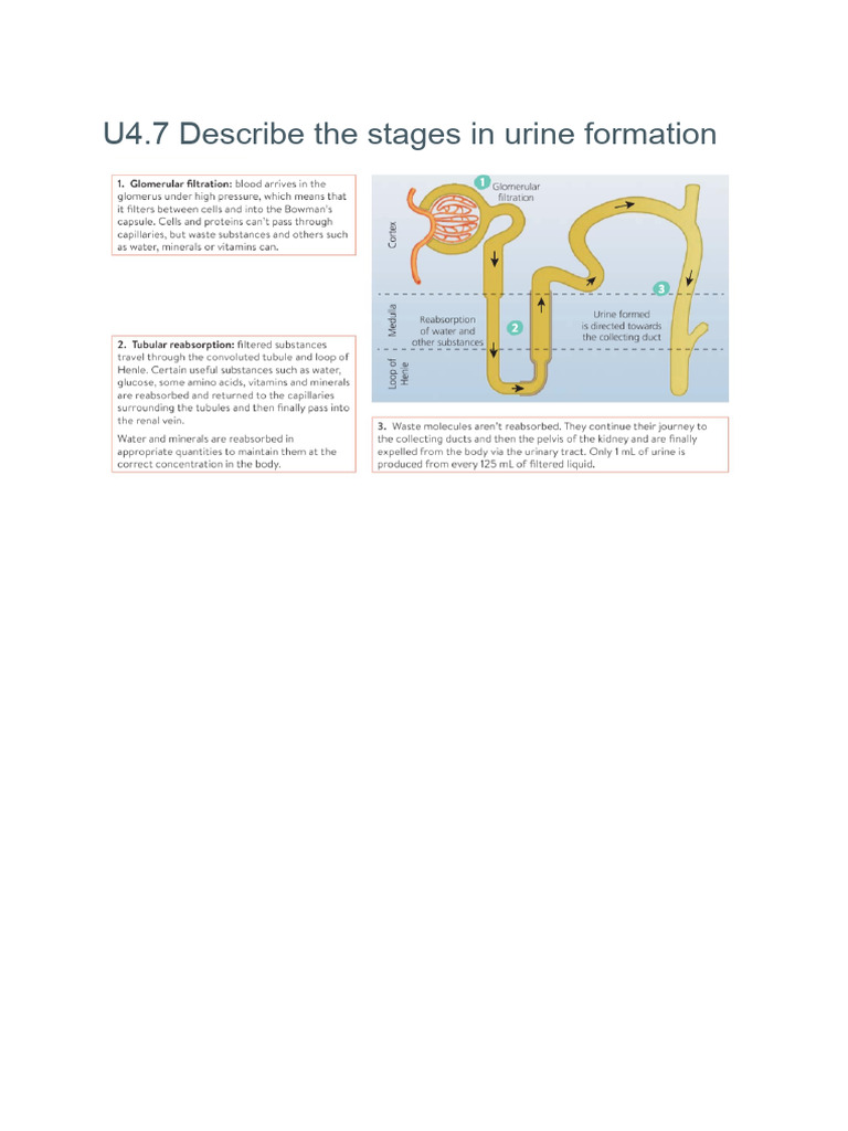 U4.7 Describe The Stages in Urine Formation | PDF