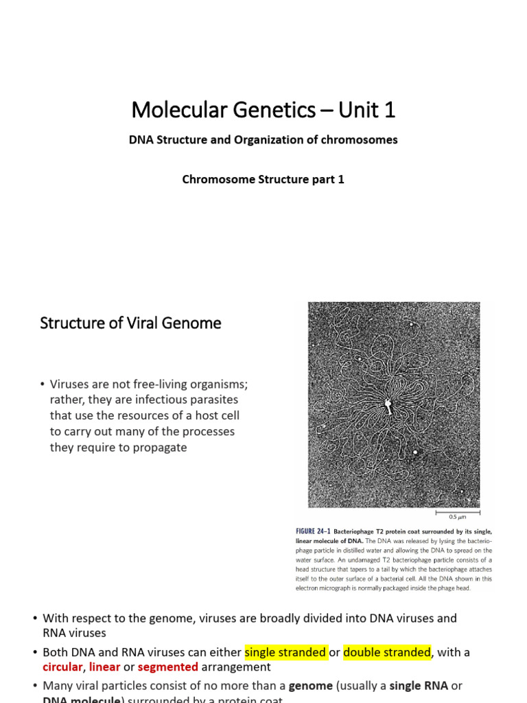 02 - Molecular Genetics - Unit 1 Chromosome Structure Part 1 | PDF