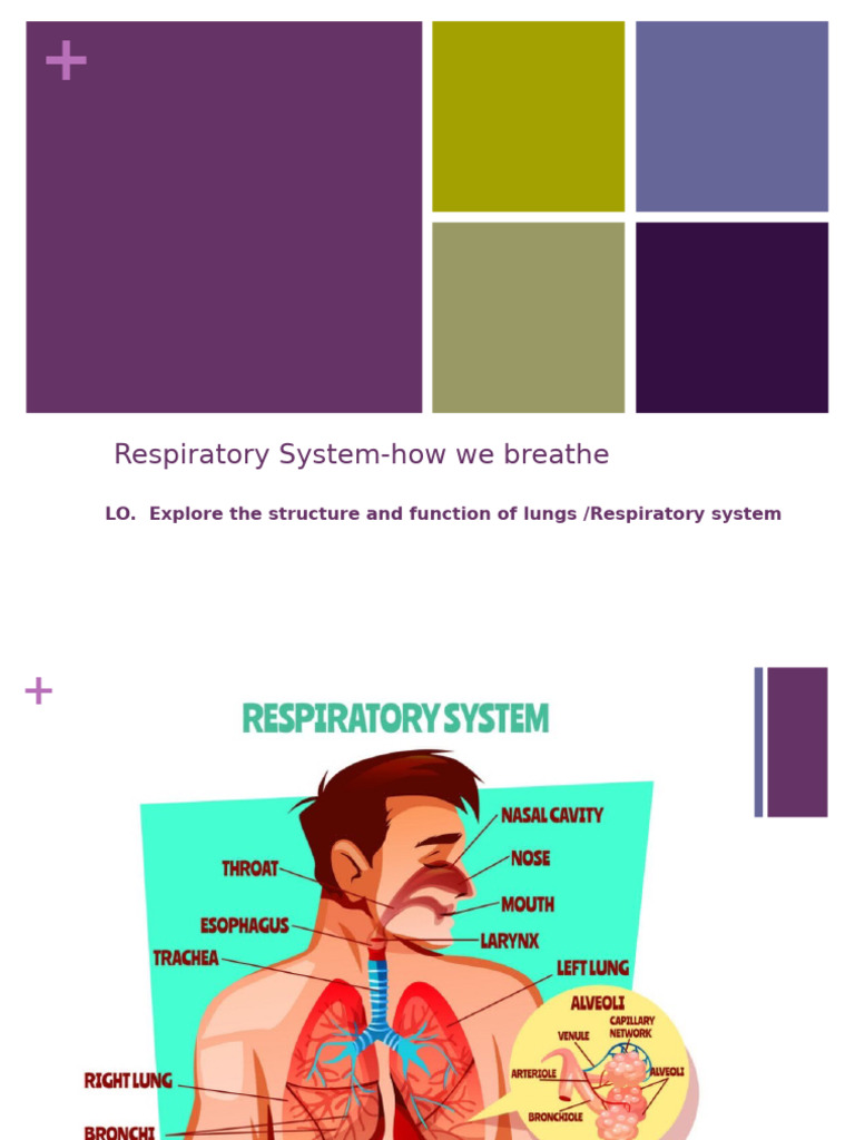 L3&4.the Lungs and Breathing | PDF