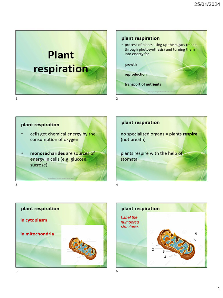 Plant Respiration | PDF | Cellular Respiration | Fermentation