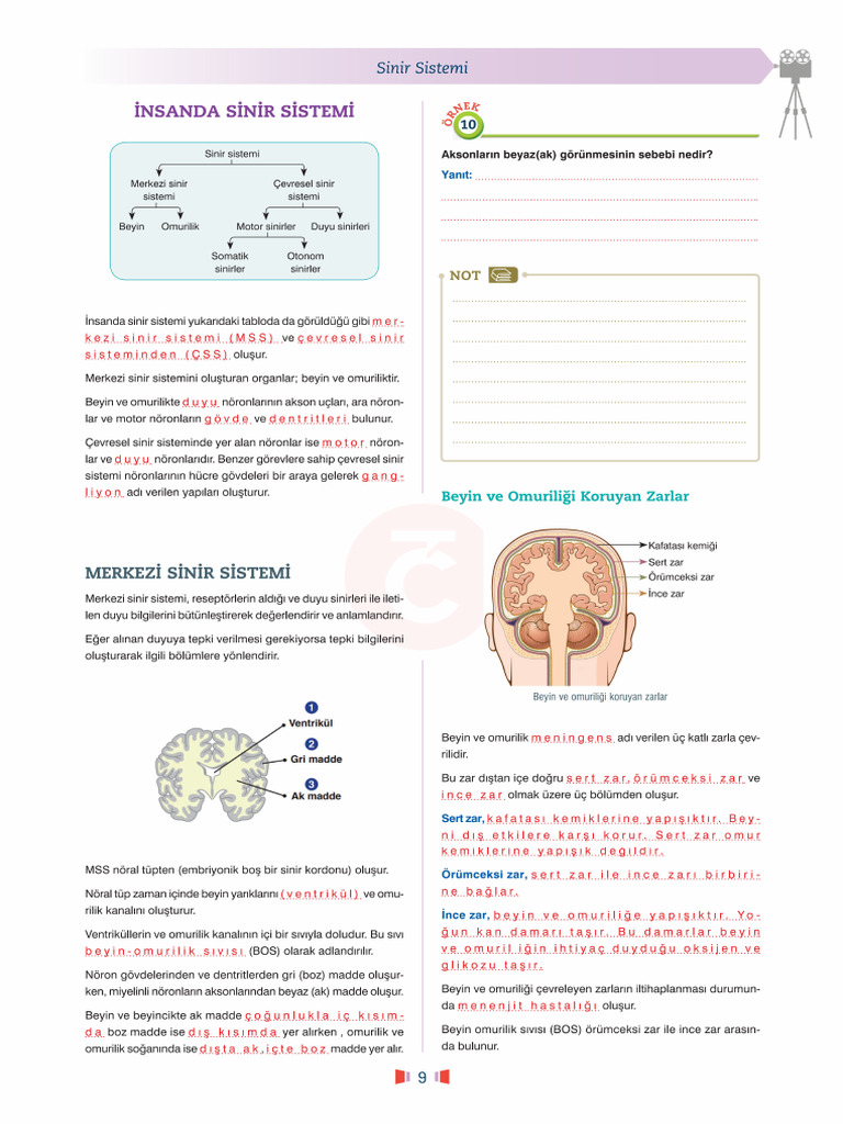 Insanda Sinir Sistemi | PDF